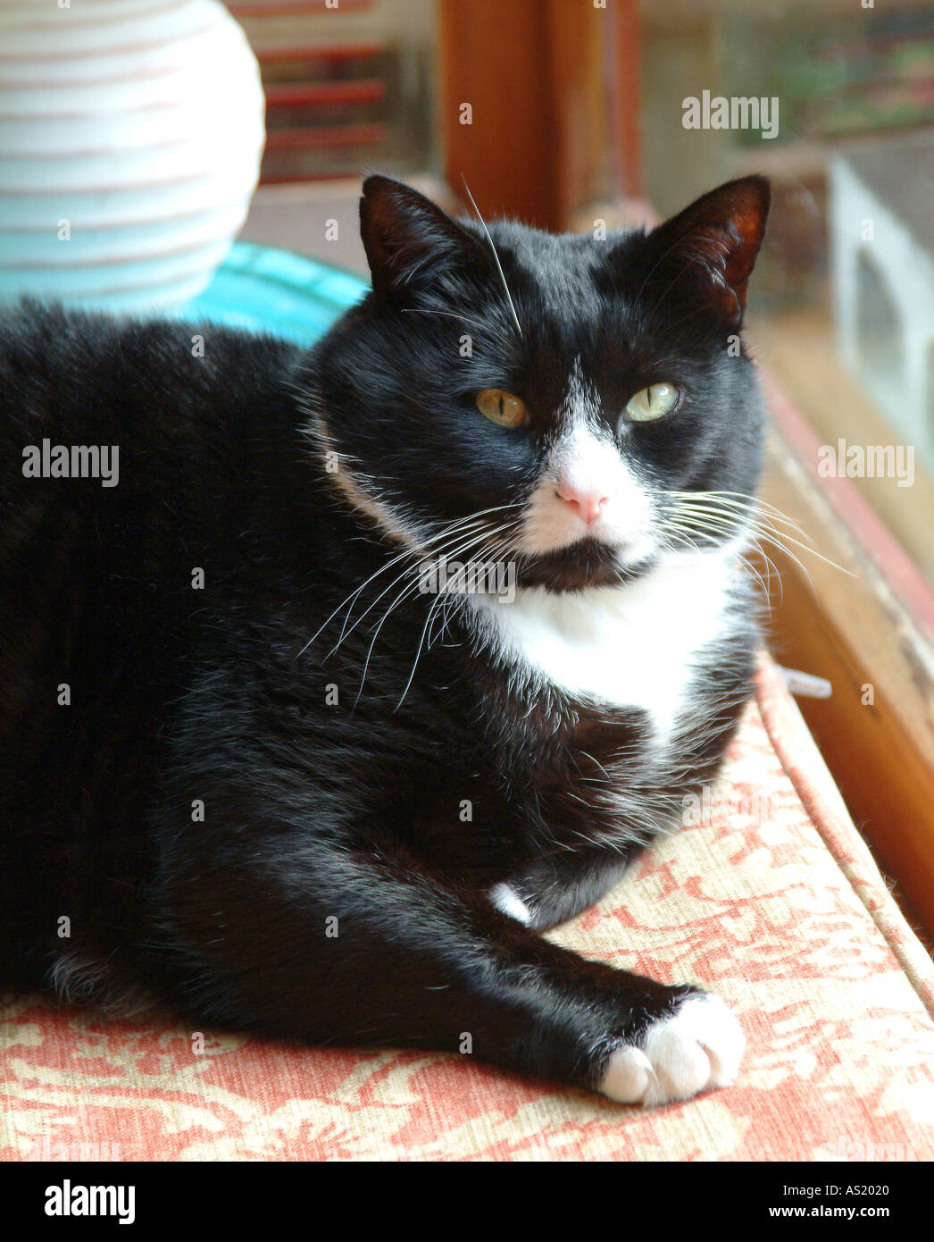 Zappa the cat Stock Photo - Alamy