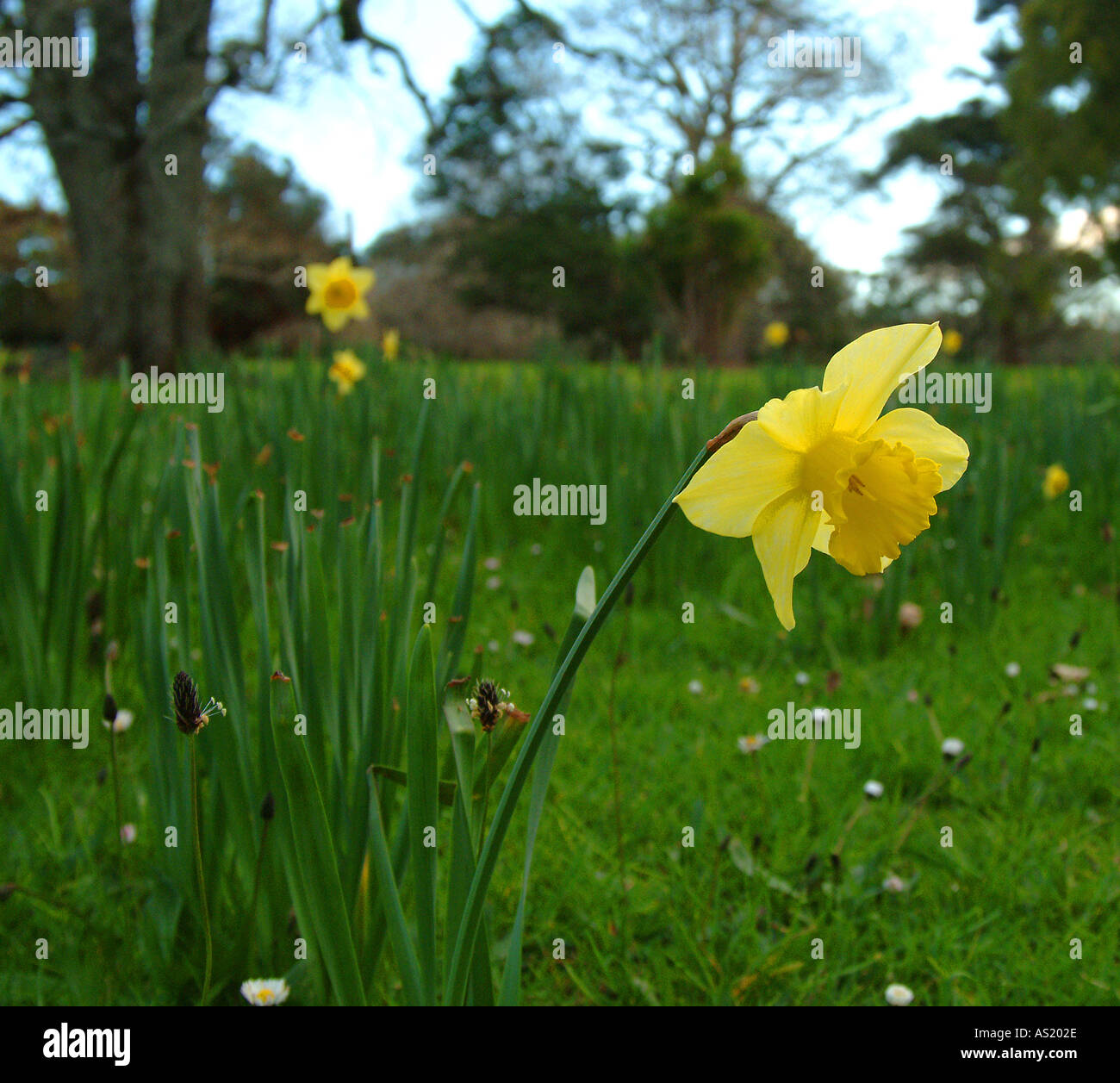 Dafodil park hi-res stock photography and images - Alamy