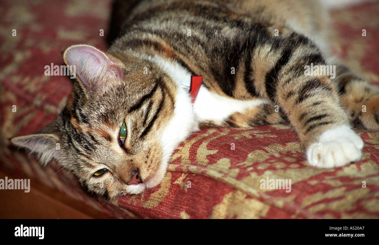 Noodle the cat Stock Photo - Alamy