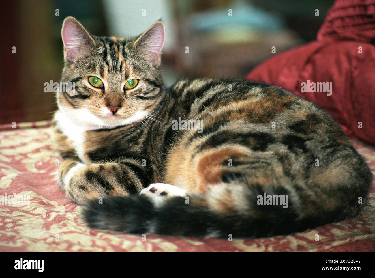 Noodle the cat Stock Photo - Alamy