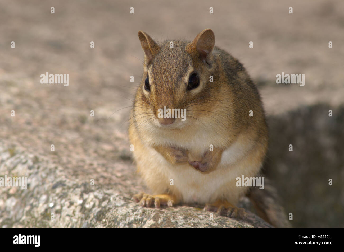 Eastern chipmunk sitting in hi-res stock photography and images - Alamy