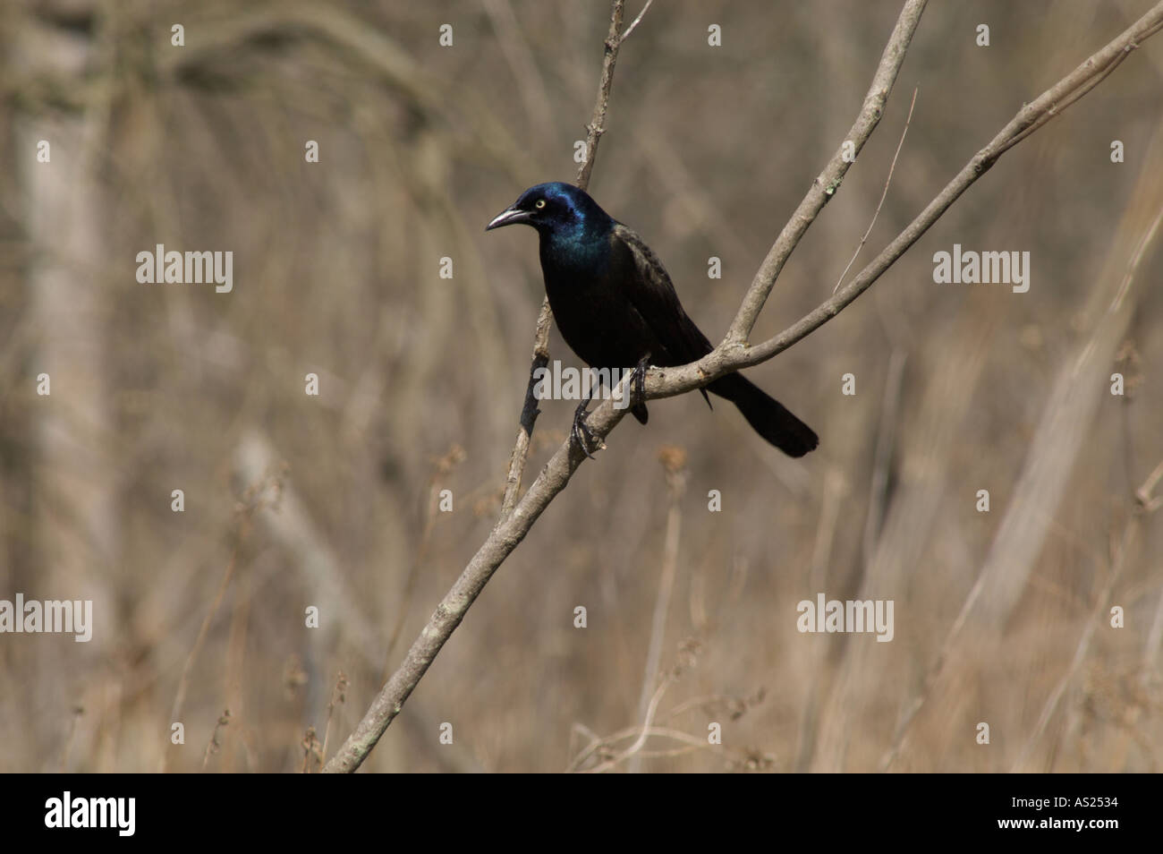 American grackle hi-res stock photography and images - Alamy