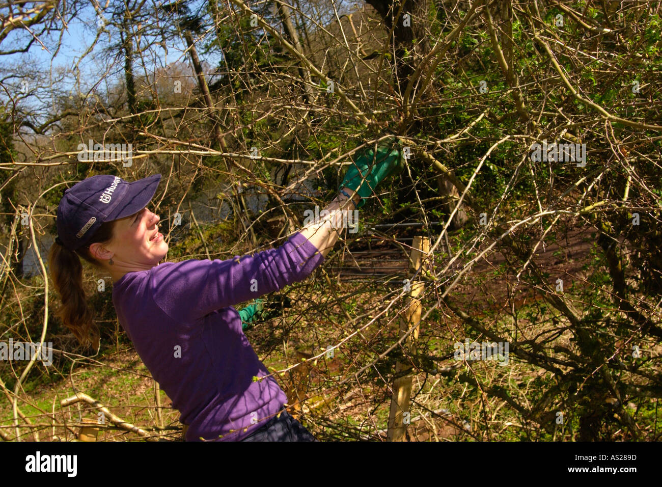 Female hedge layer at work on an overgrown hedge in countryside near ...