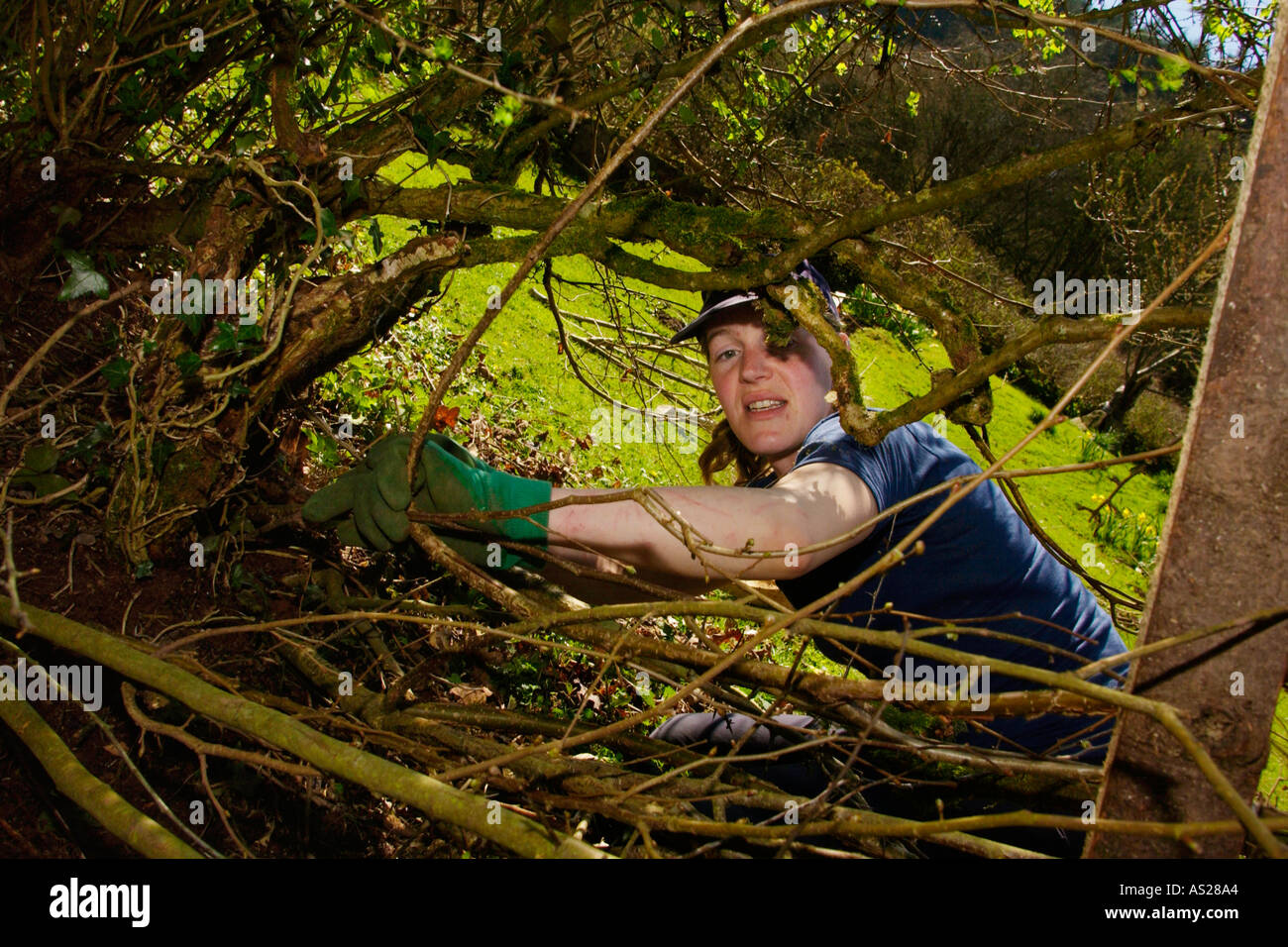 Female hedge layer at work on an overgrown hedge in countryside near ...