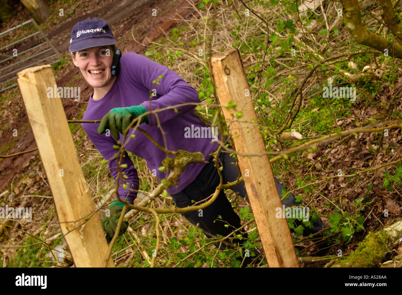 Hedge layer hi-res stock photography and images - Alamy