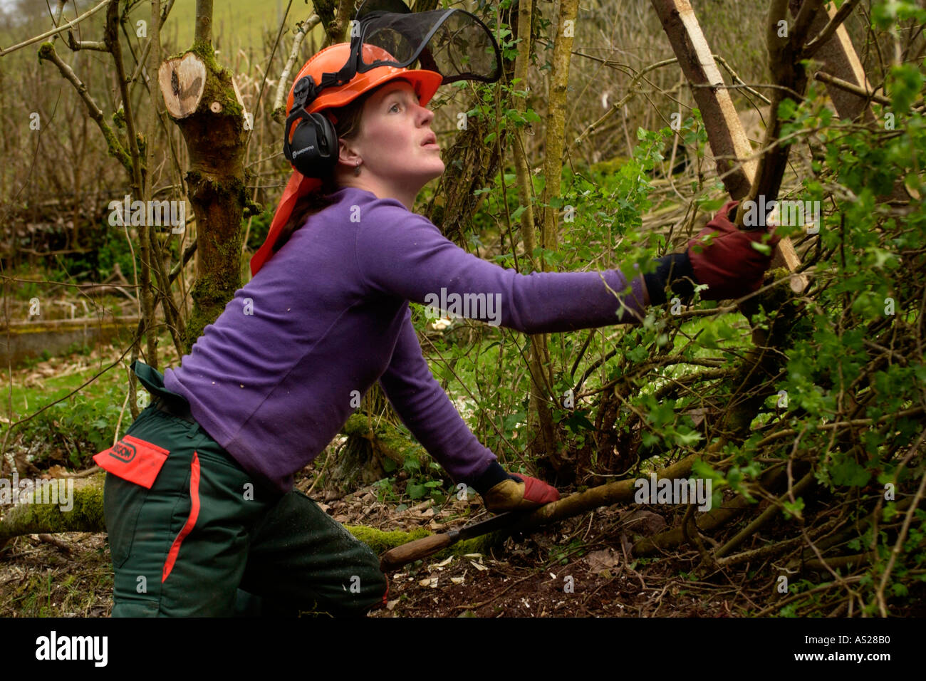 Hedgelayer hi-res stock photography and images - Alamy