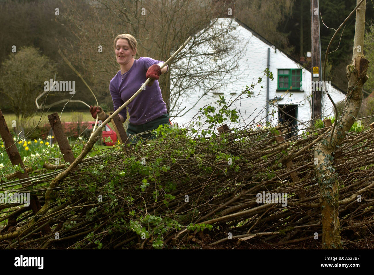Female hedge layer at work on an overgrown hedge in countryside near ...