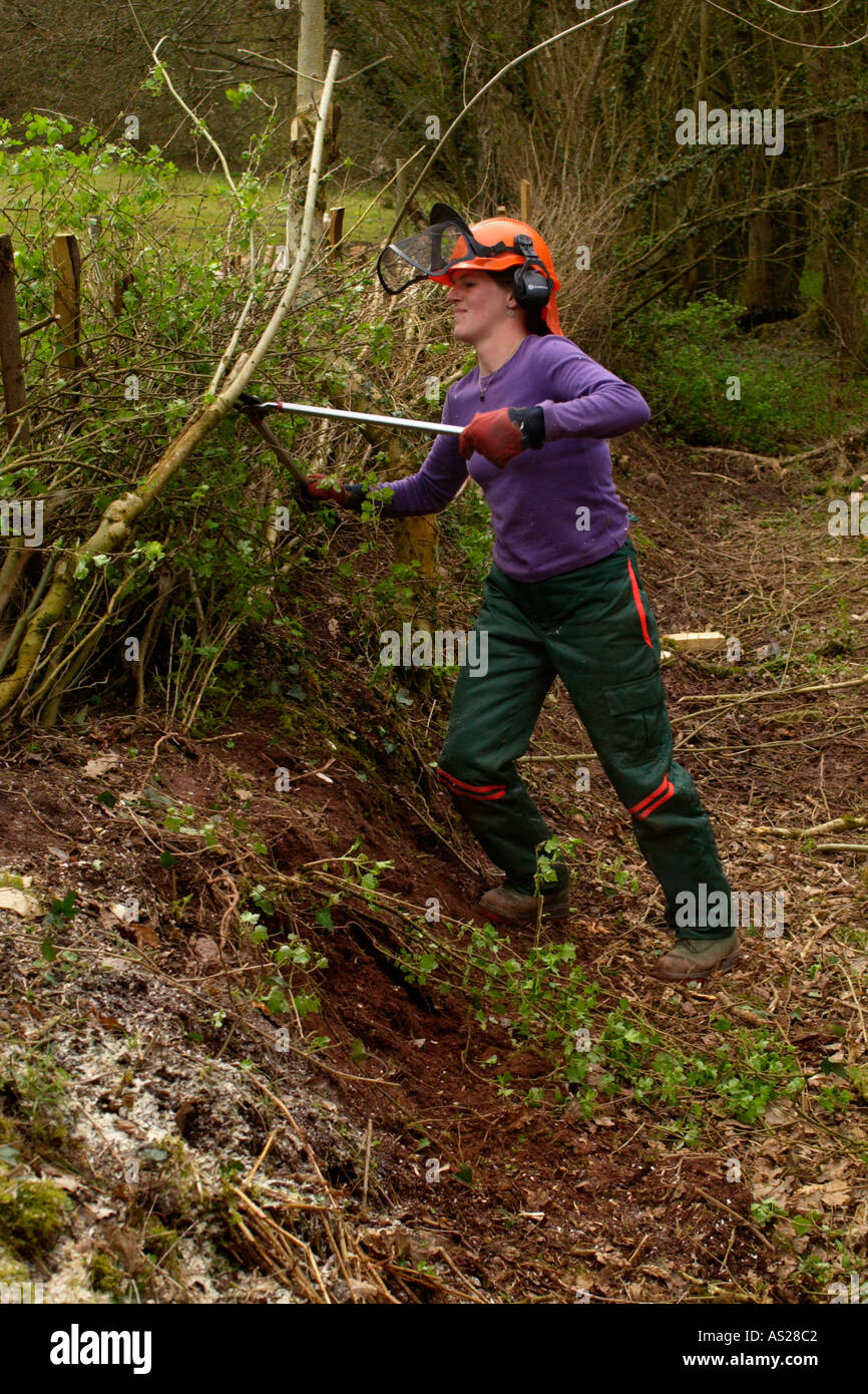Female hedge layer at work on an overgrown hedge in countryside near ...