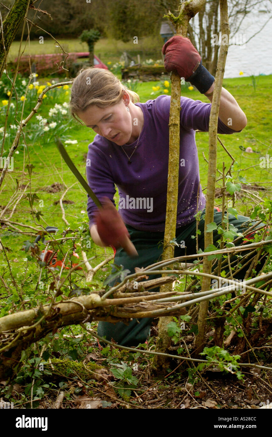 Hedge layer hi-res stock photography and images - Alamy