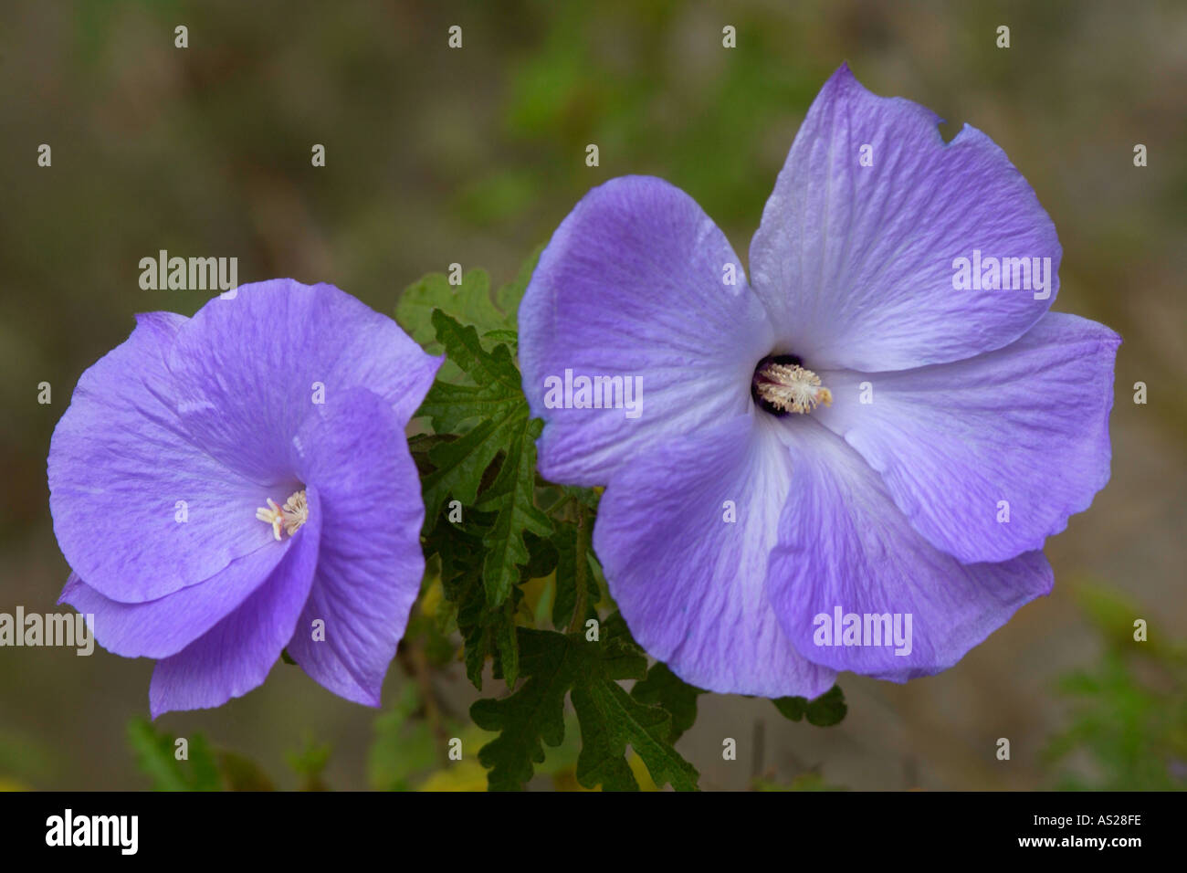 Alyogyne huegelii hi-res stock photography and images - Alamy