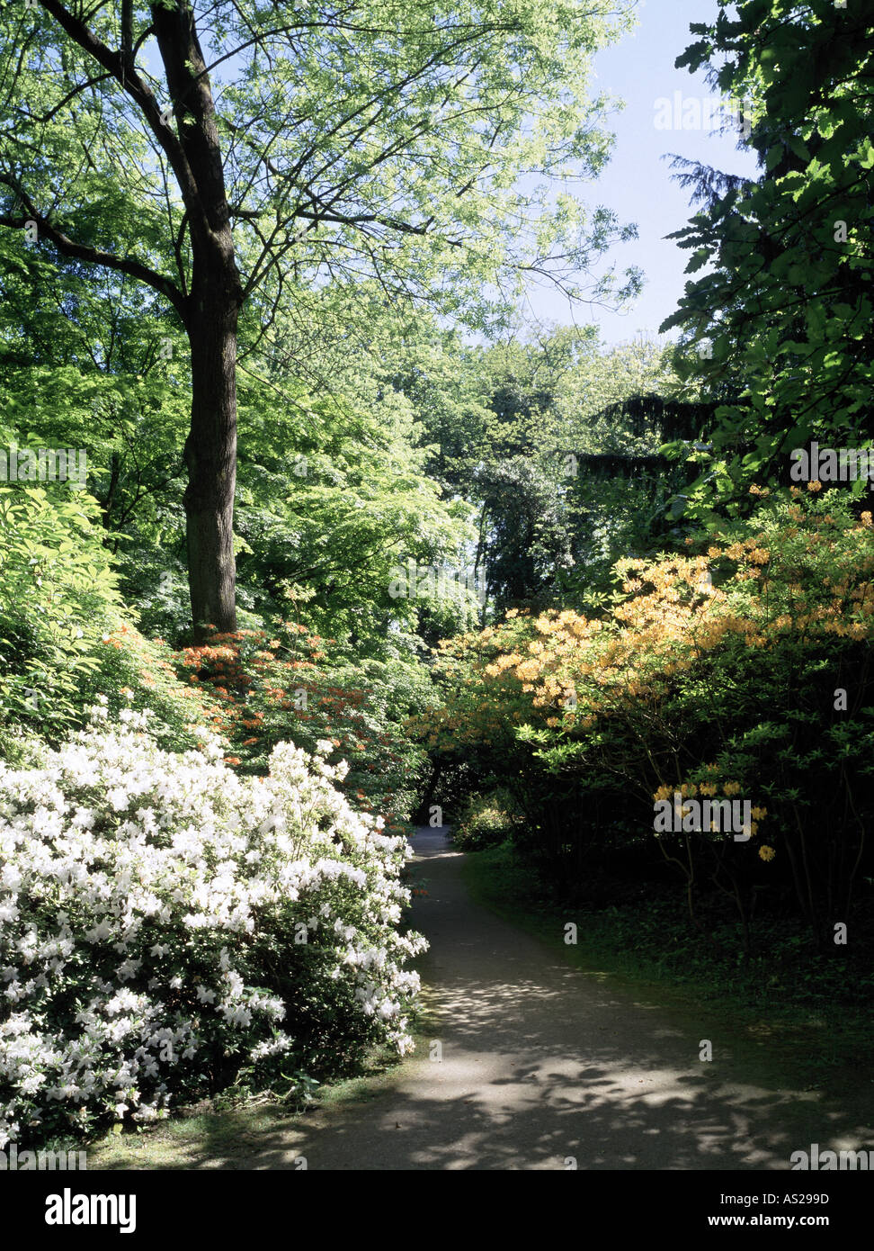 Dortmund, Botanischer Garten Rombergpark, Rhododendrenwald Stock Photo ...