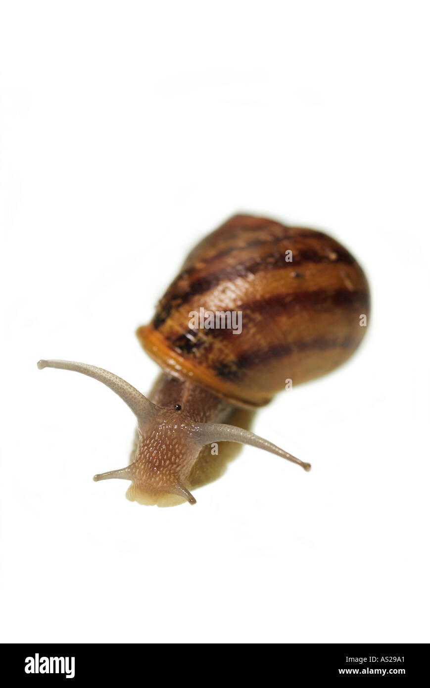 Commin hi-res stock photography and images - Alamy