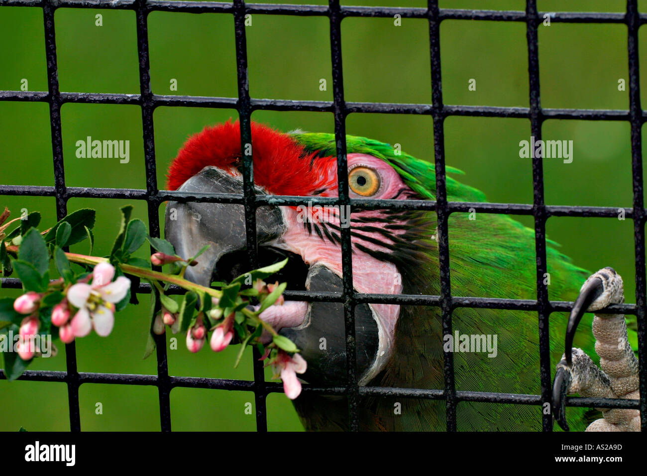 Parrot picking at fruit Stock Photo - Alamy