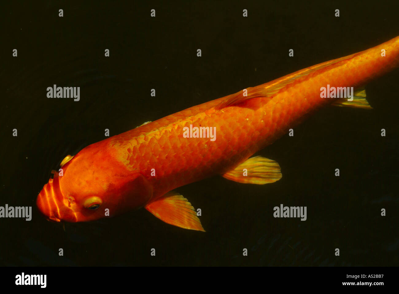 Coy fish pond hi-res stock photography and images - Alamy