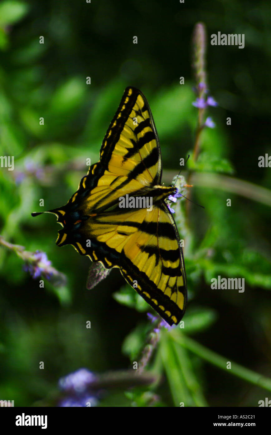 Western Tiger Swallowtail Butterfly Stock Photo - Alamy