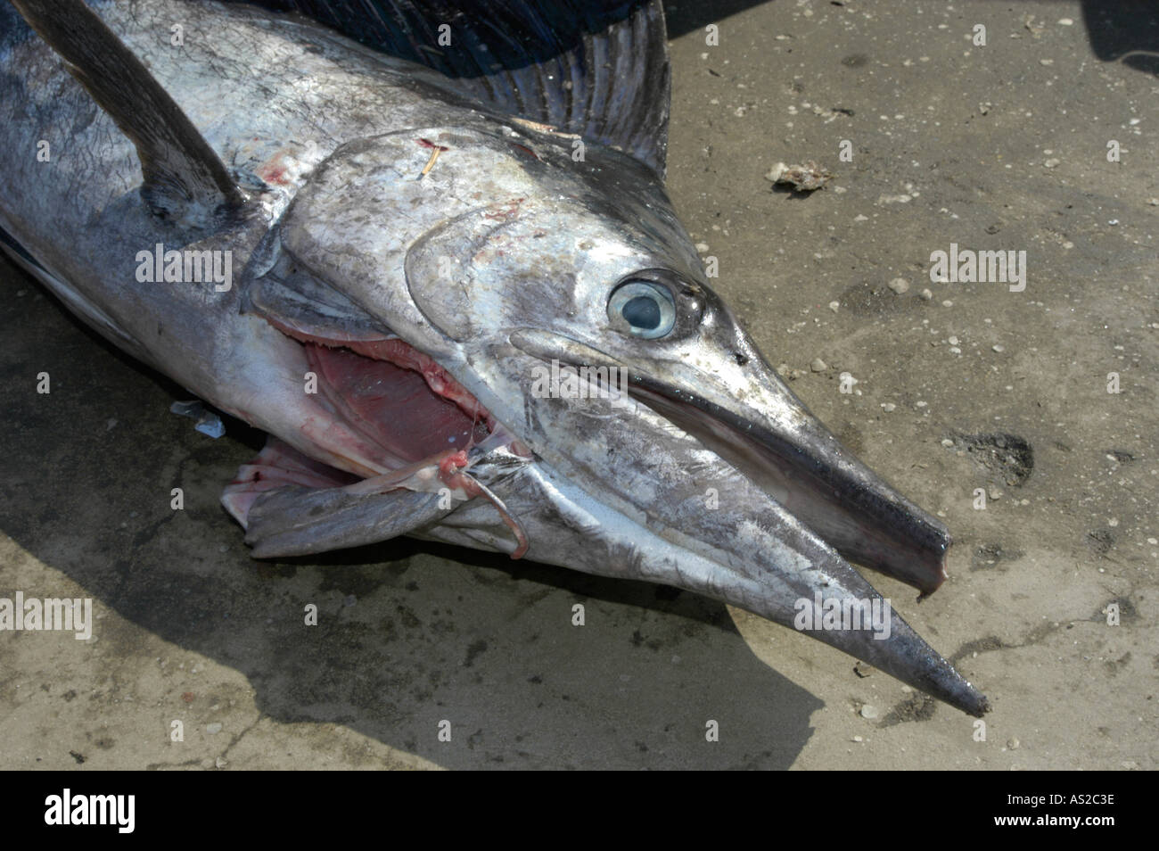 Sailfish head fish market floor Stock Photo - Alamy
