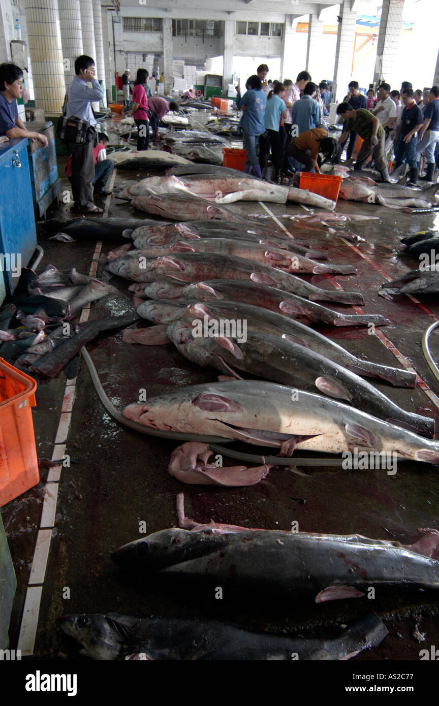 Thresher sharks finned and gutted Stock Photo - Alamy