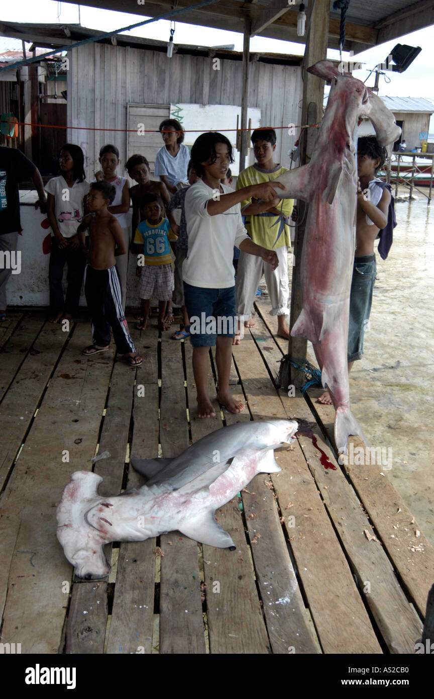 Hammerhead sharks ready for finning Stock Photo - Alamy