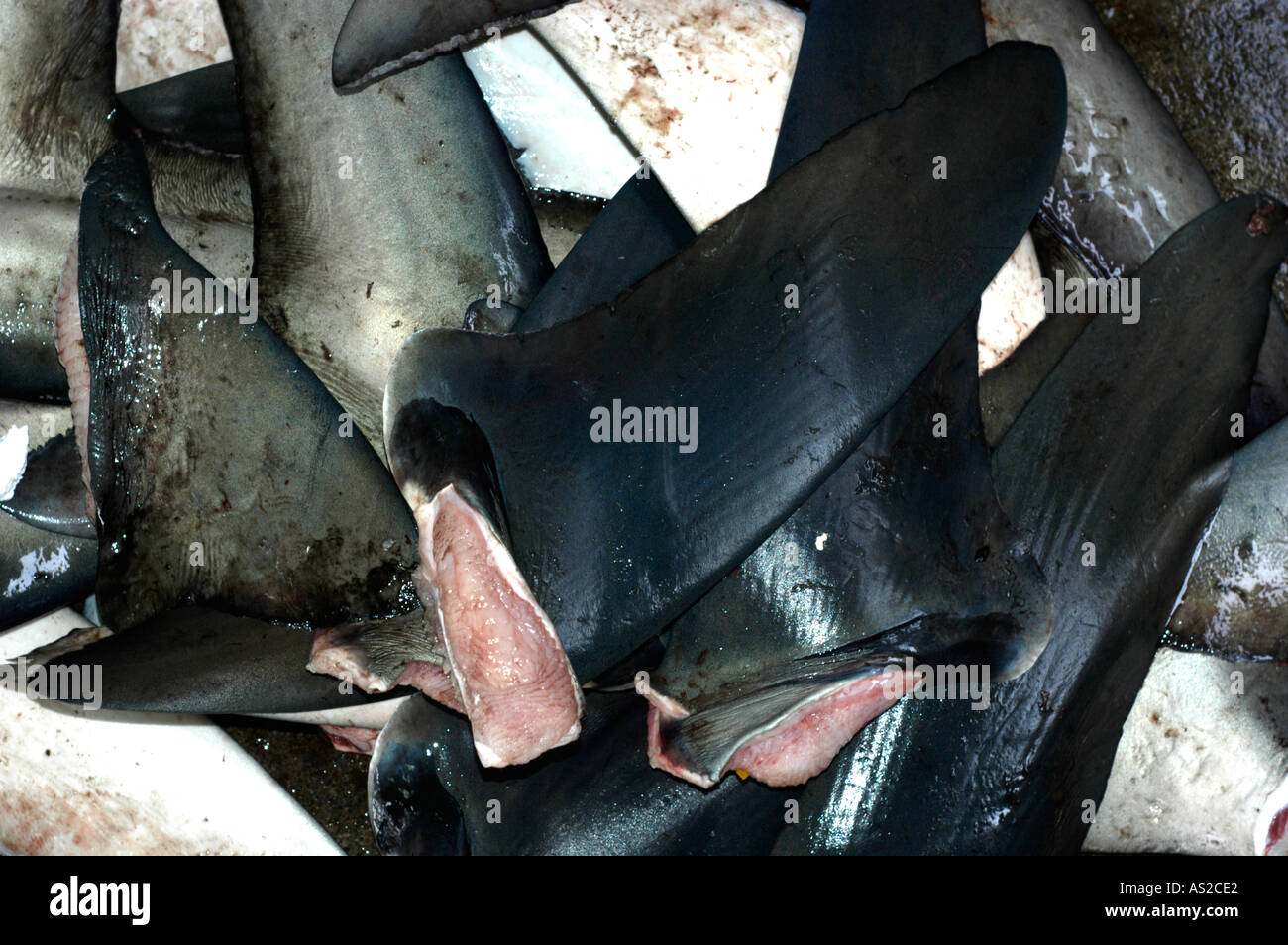 Shark fins in box at fish market Stock Photo - Alamy