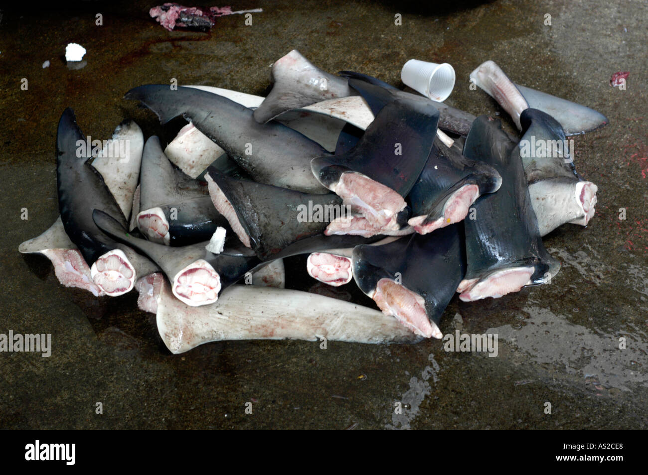 Shark fins in box at fish market Stock Photo - Alamy