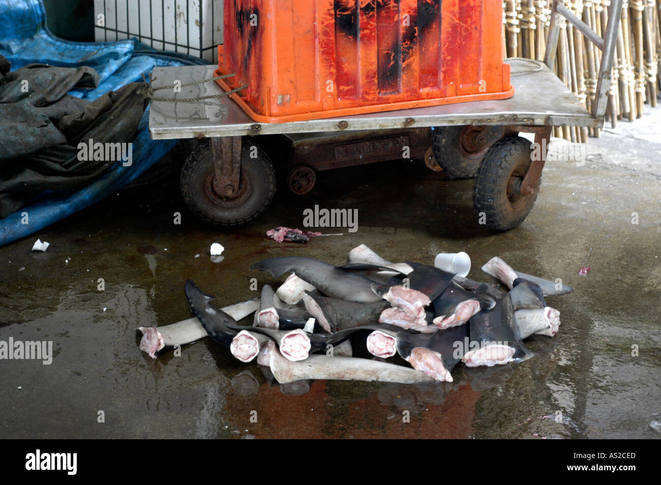 Shark fins in box at fish market Stock Photo - Alamy