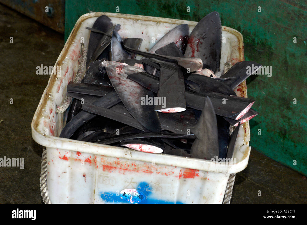 Shark fins in box at fish market Stock Photo - Alamy