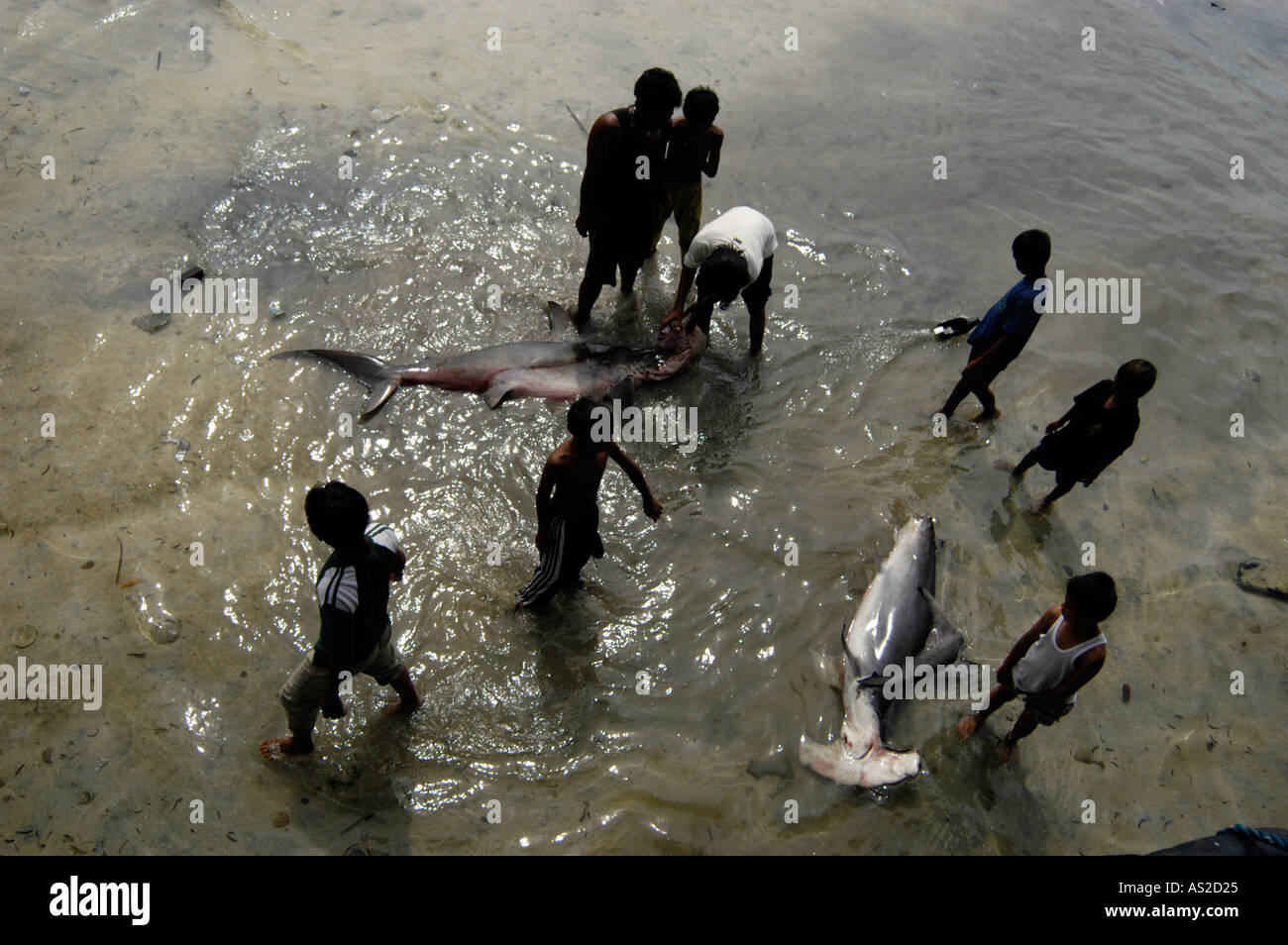 Children bringing in hammerhead sharks Stock Photo - Alamy