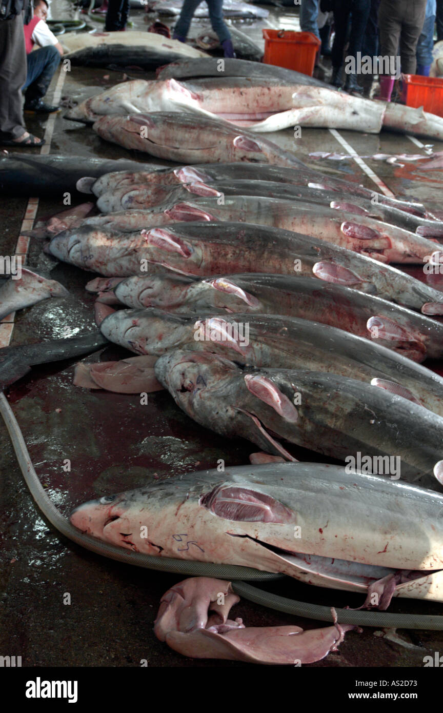 Finned thresher sharks lined up in fish market Stock Photo - Alamy