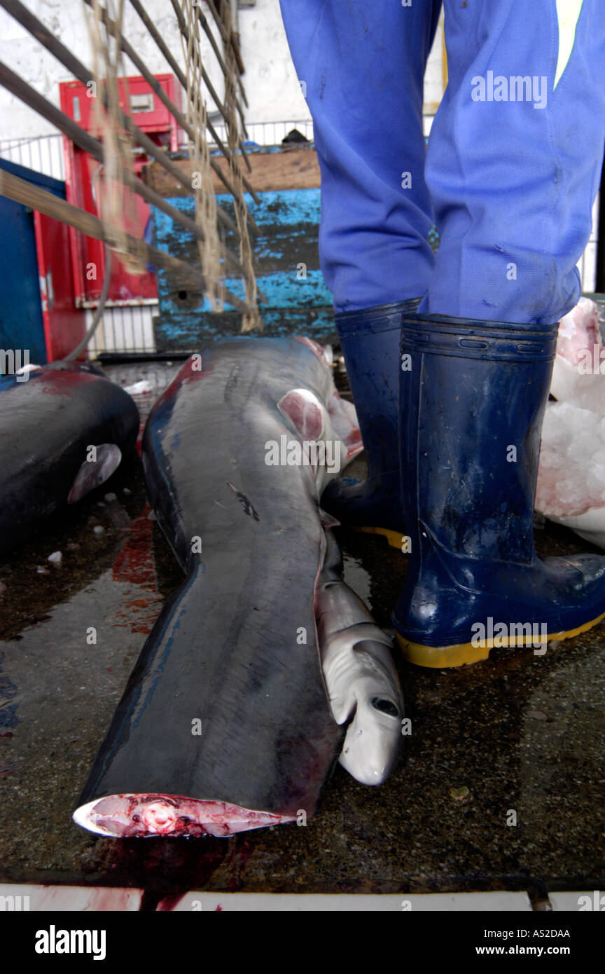 Unborn thresher shark next to boots of fish market worker in Taiwan ...