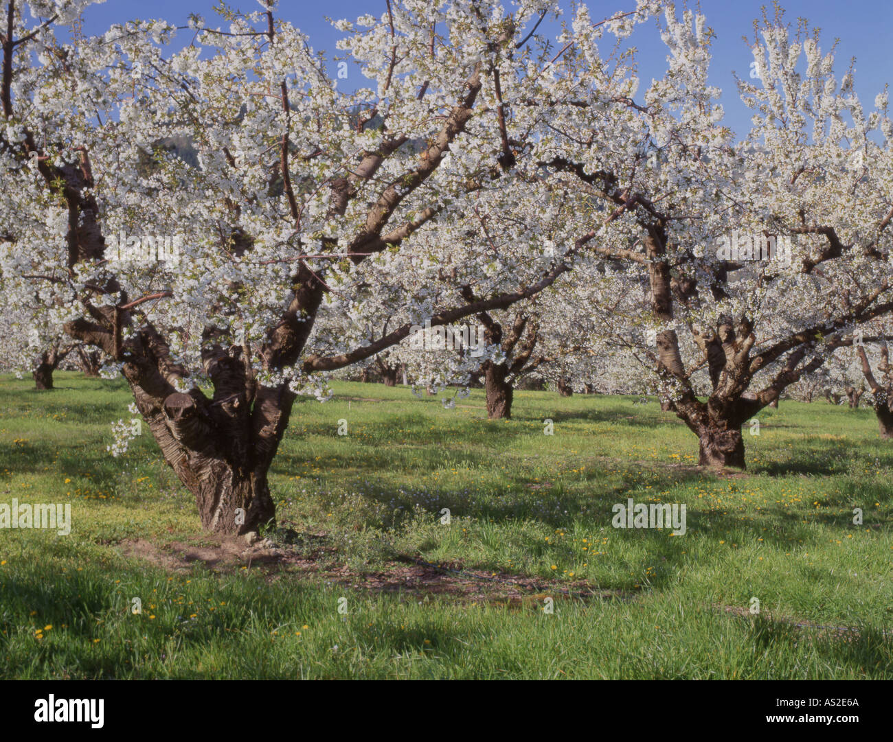 Oregon s Columbia River Gorge and cherry orchards in bloom Stock Photo ...