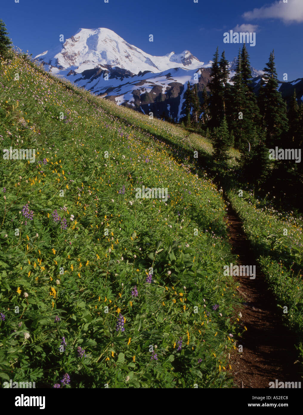 Mt baker skyline trail washington hi-res stock photography and images ...