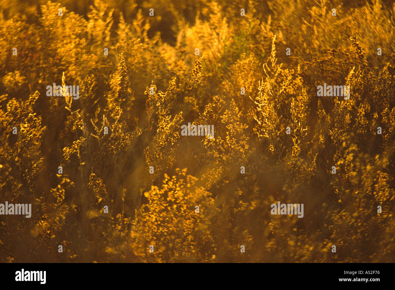 Backlit reeds and shrubs Stock Photo - Alamy