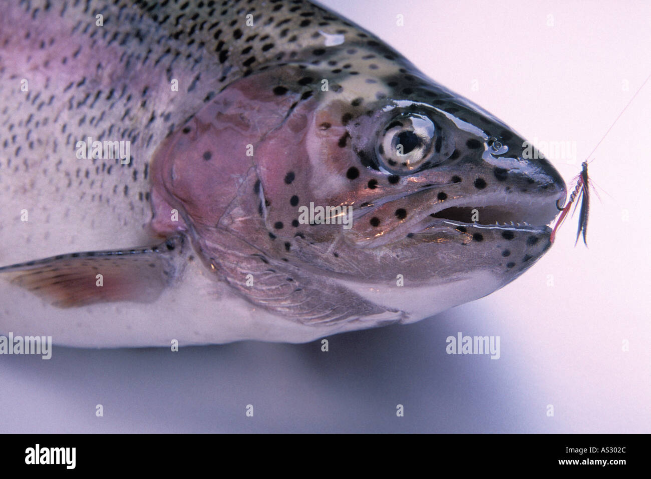 Fly fishing rainbow trout Stock Photo - Alamy