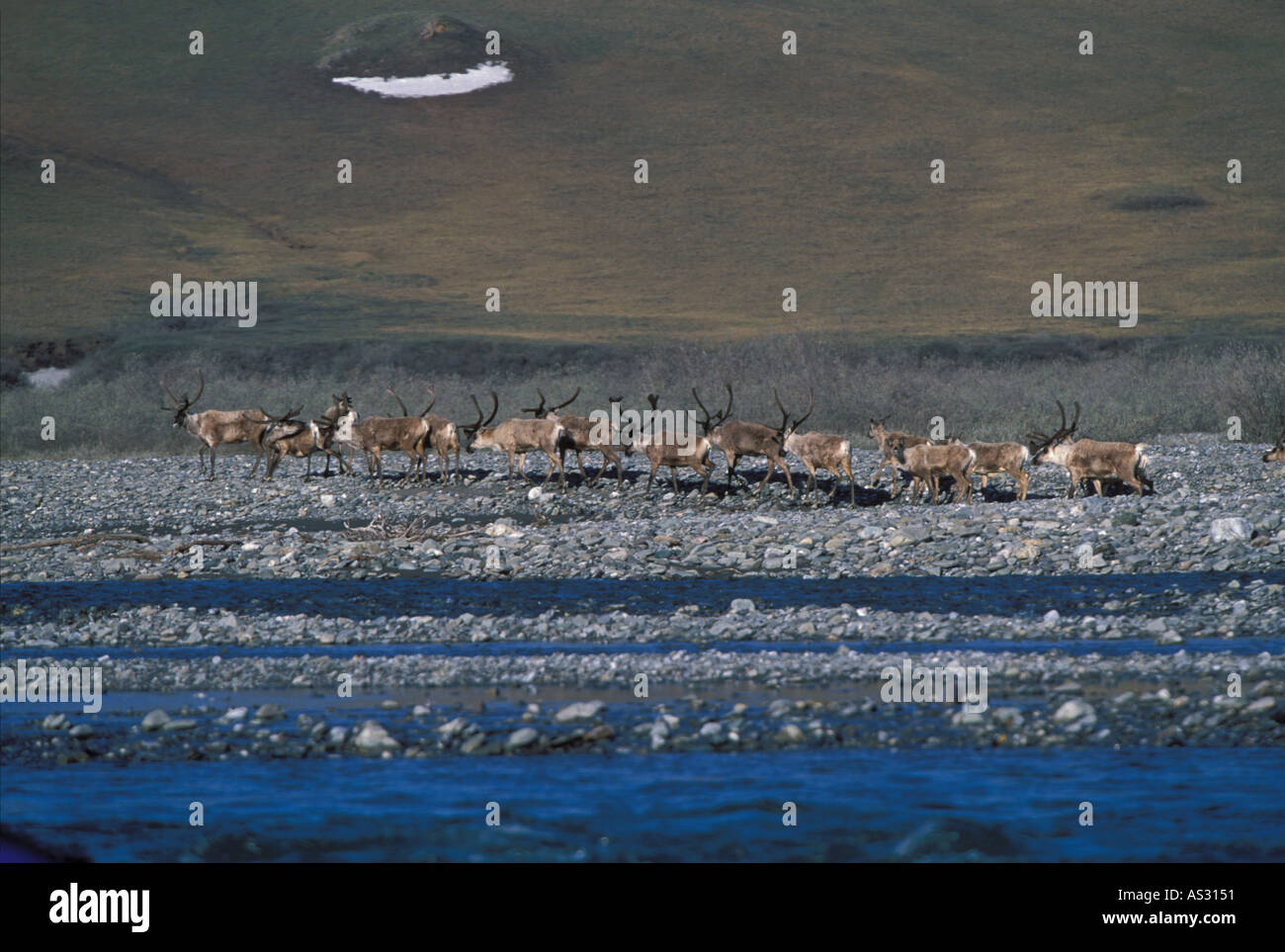 Caribou migration alaska hi-res stock photography and images - Alamy
