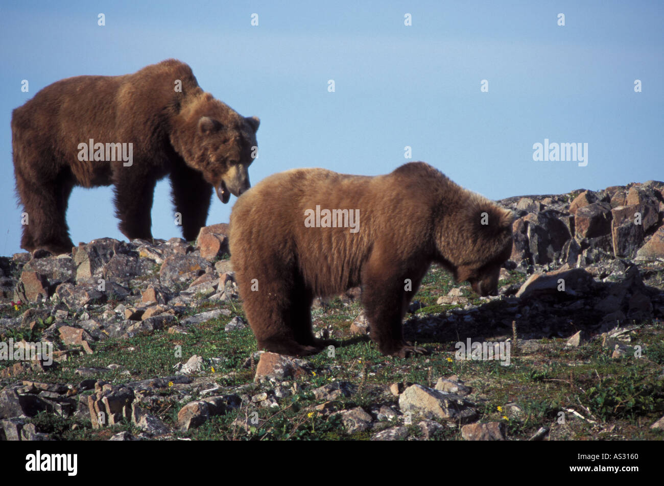 Brown Bears Ursus arctos male rear female front mating season Cape ...