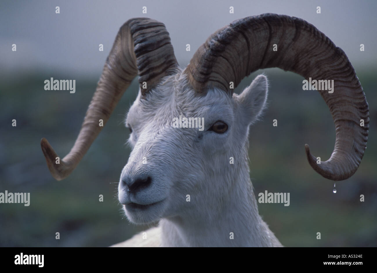 Primrose ridge denali national park hi-res stock photography and images ...