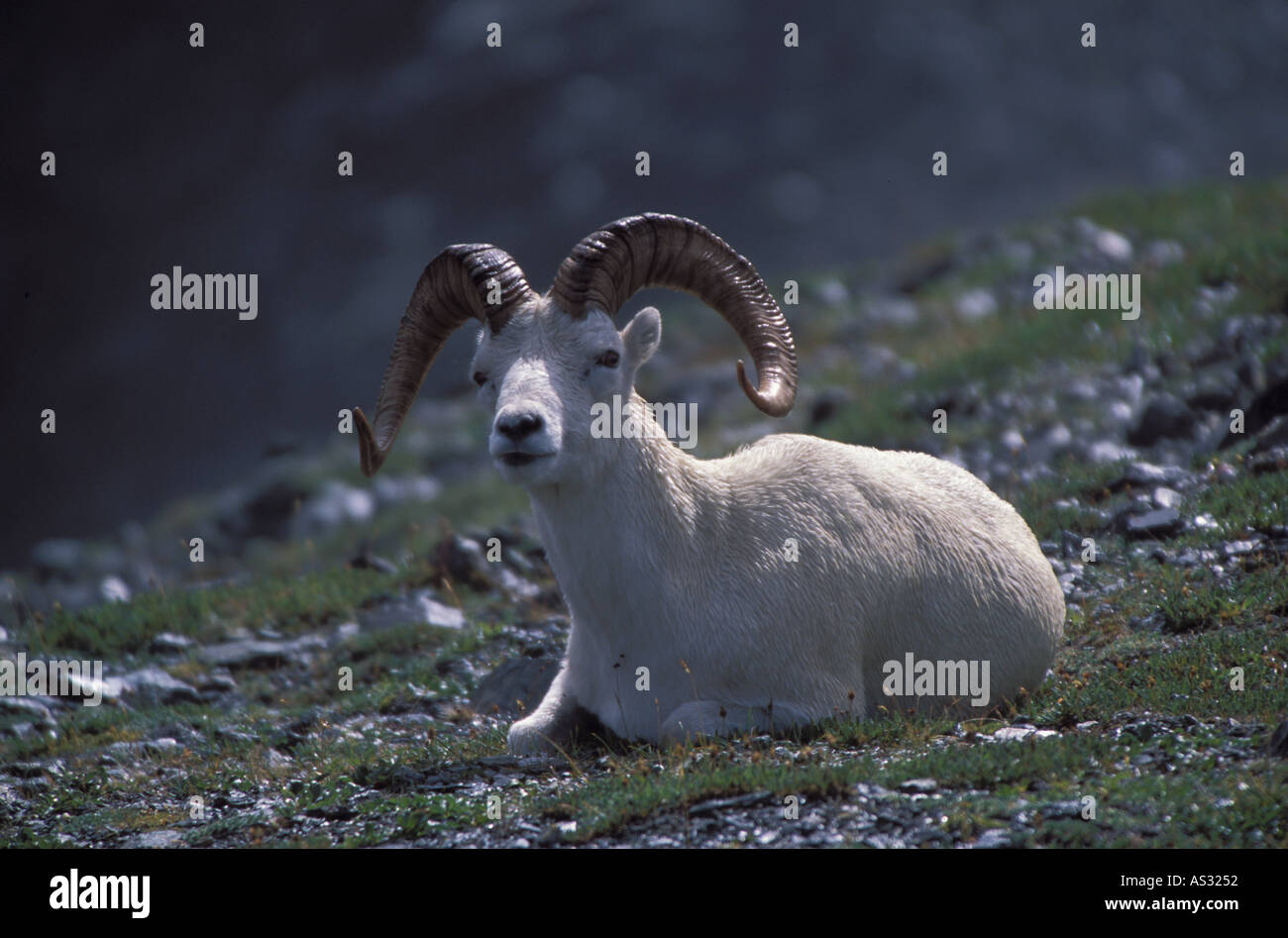 Primrose ridge denali national park hi-res stock photography and images ...
