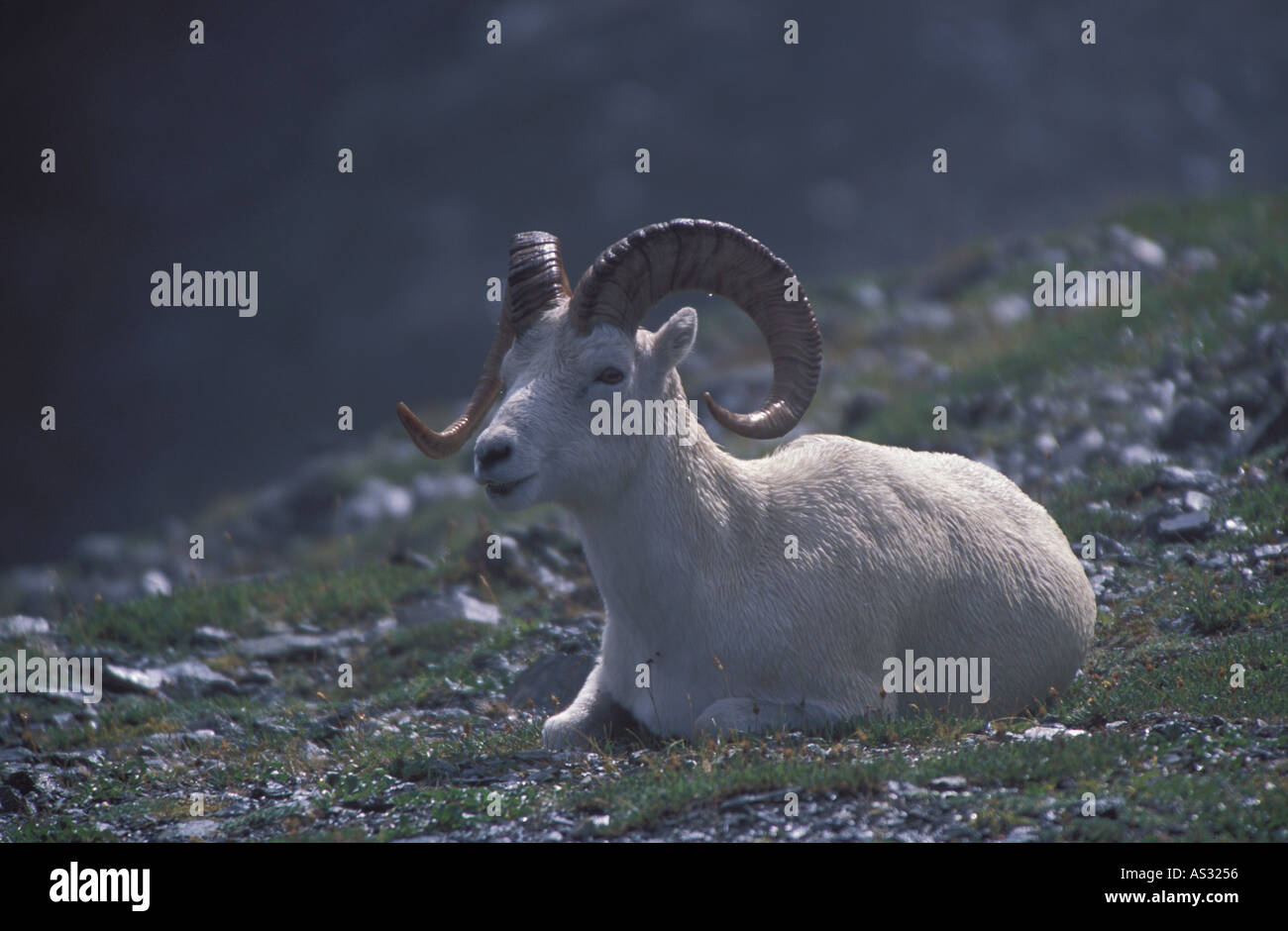 Primrose ridge denali national park hi-res stock photography and images ...