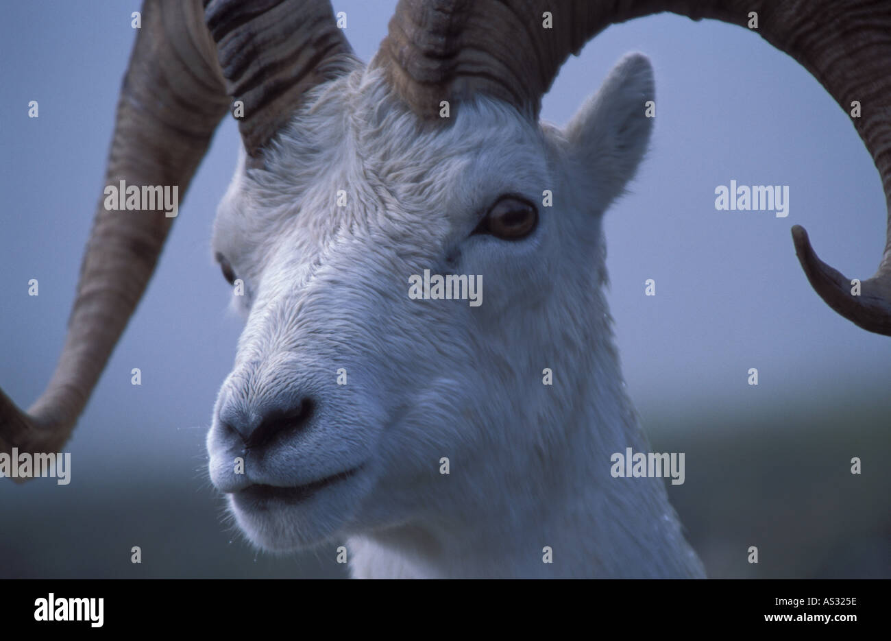 Dall ram Ovis dalli portrait head Primrose Ridge Alaska Range Denali ...