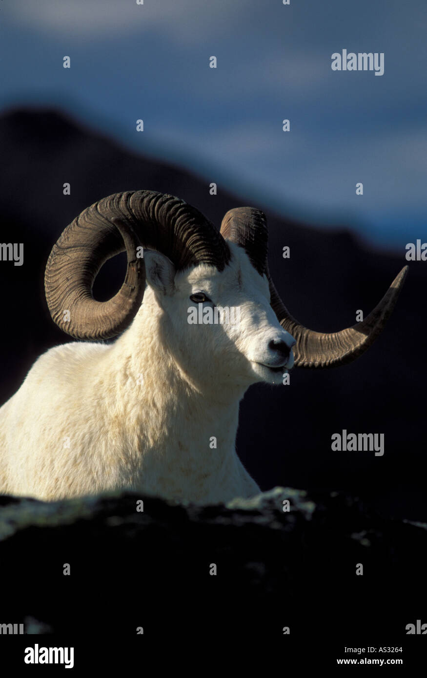 Primrose ridge denali national park hi-res stock photography and images ...