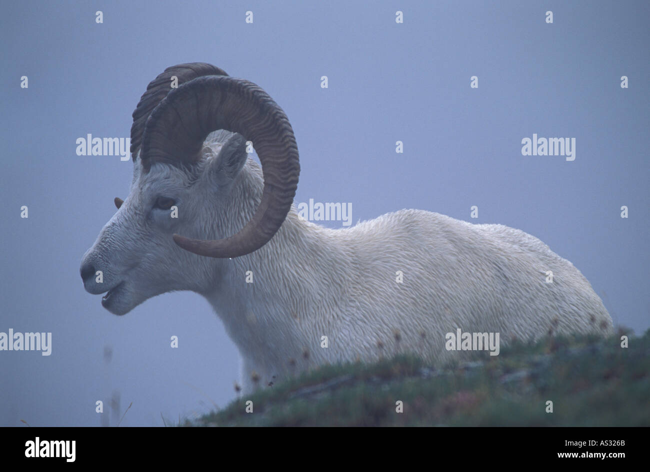 Dall ram Ovis dalli in fog resting Primrose Ridge Alaska Range Denali ...