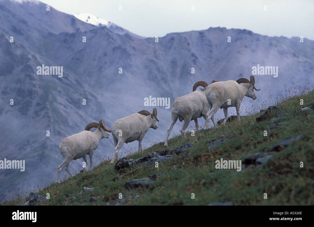 Primrose ridge denali national park hi-res stock photography and images ...