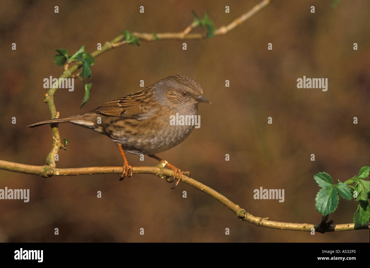 DUNNOCK OR HEDGE SPARROW Prunella modularis Stock Photo - Alamy