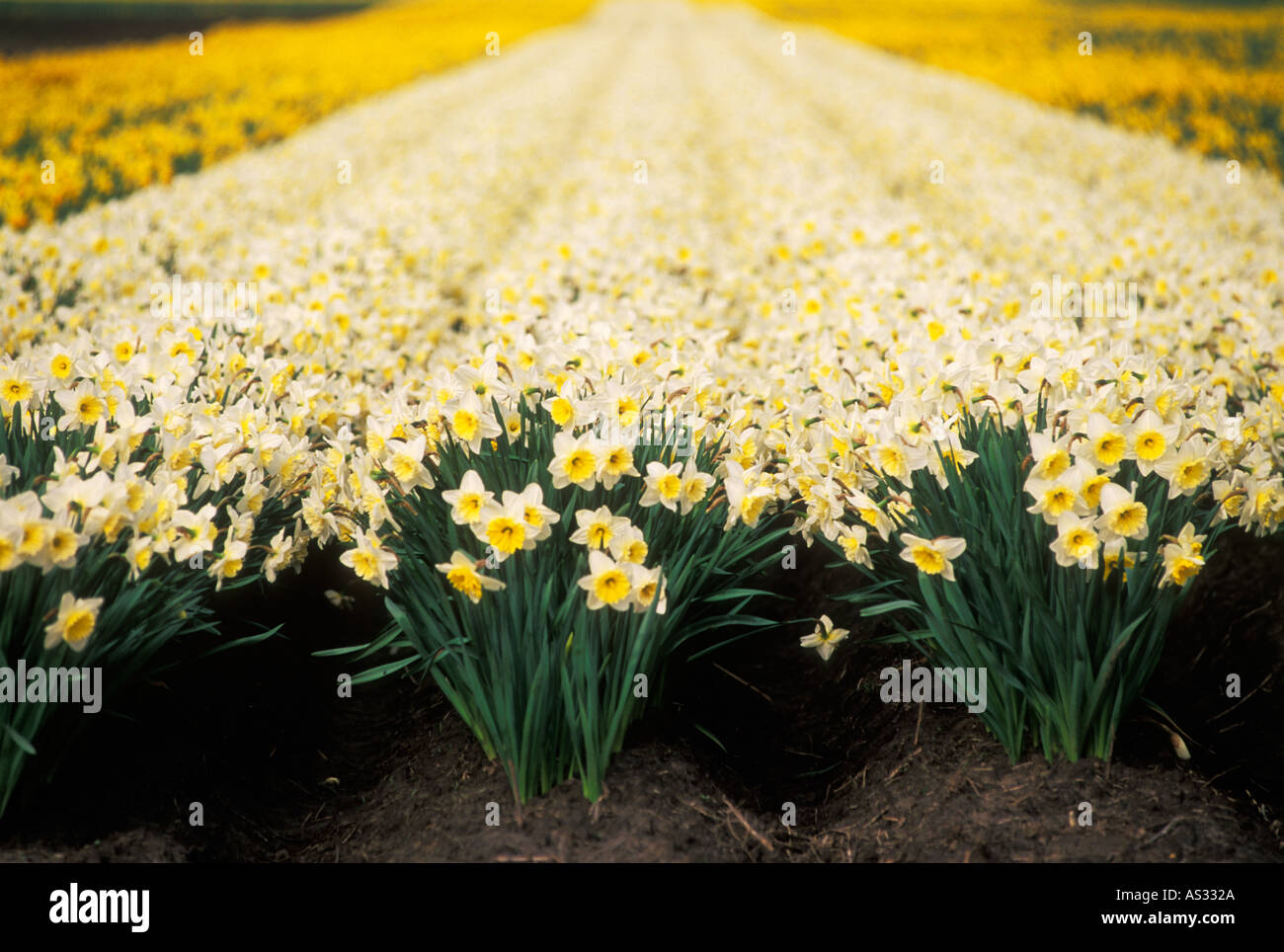 Daffodils spring bulb england hi-res stock photography and images - Alamy