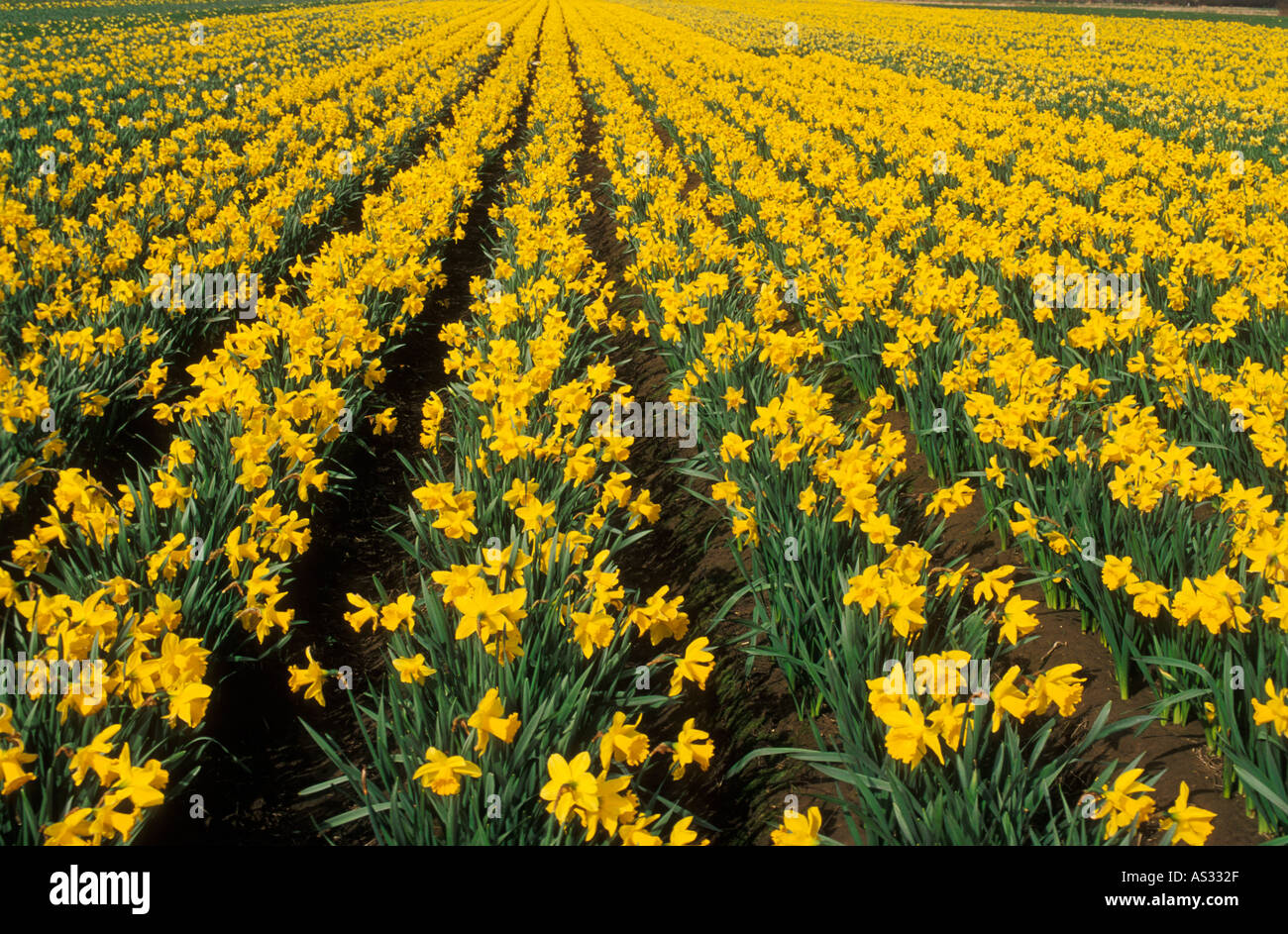 Daffodils spring bulb england hi-res stock photography and images - Alamy