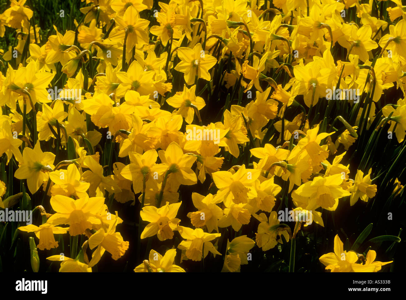 Daffodils spring bulb england hi-res stock photography and images - Alamy