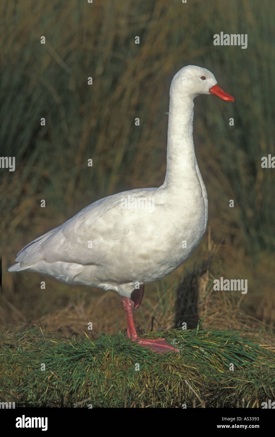 Jubata hi-res stock photography and images - Alamy