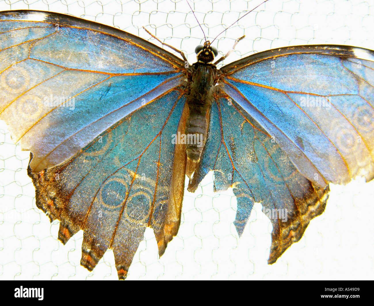 Butterfly with damaged wings Stock Photo - Alamy