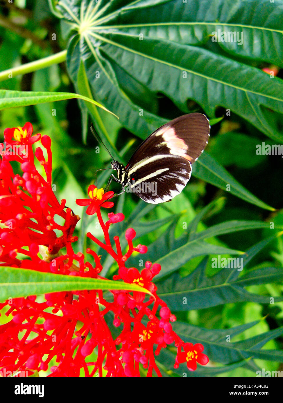 Piano key butterfly hi-res stock photography and images - Alamy