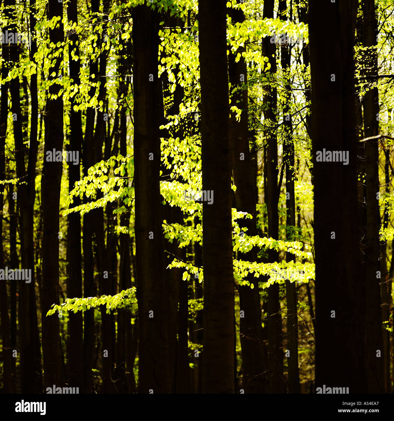 Beech trees ashridge forest hertfordshire hi-res stock photography and ...